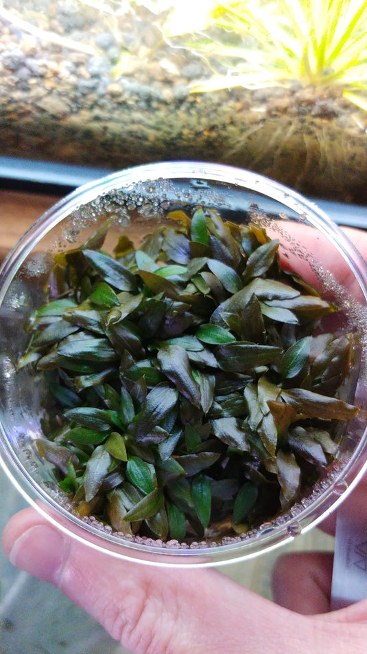 Aquapets (KowloonAquarium) – Aquapets ( KowloonAquarium)