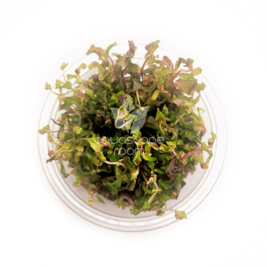 Rotala macrandra pearl T/C CUP – Aquapets ( KowloonAquarium)
