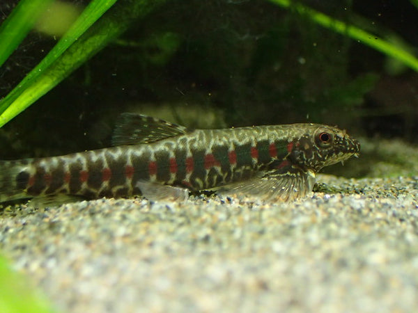 Beautiful Red Spotted loach (Erromyzon kalotaeina) – Aquapets ...