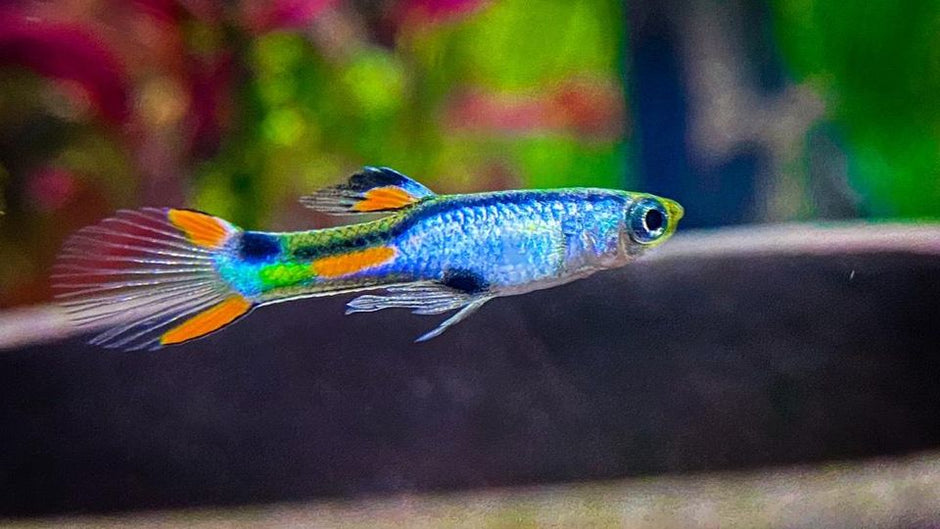 Livebearers (Mixed) – Aquapets ( KowloonAquarium)