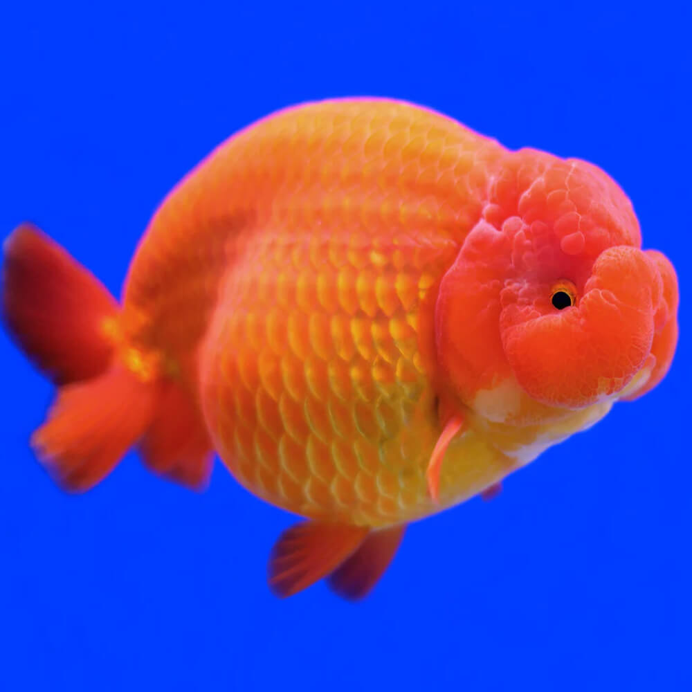 Red Ranchu (A grade) – Aquapets ( KowloonAquarium)