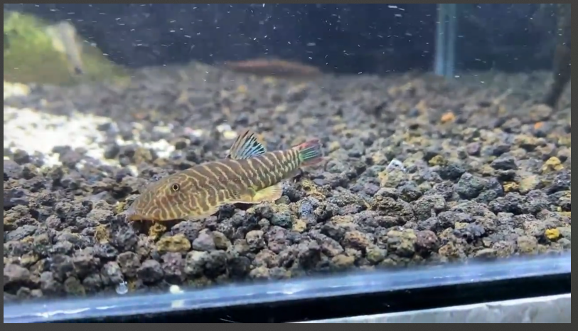 Rainbow Tiger Borneo sucker (Double Blue) (Gastromyzon sp."Rainbow Tig ...