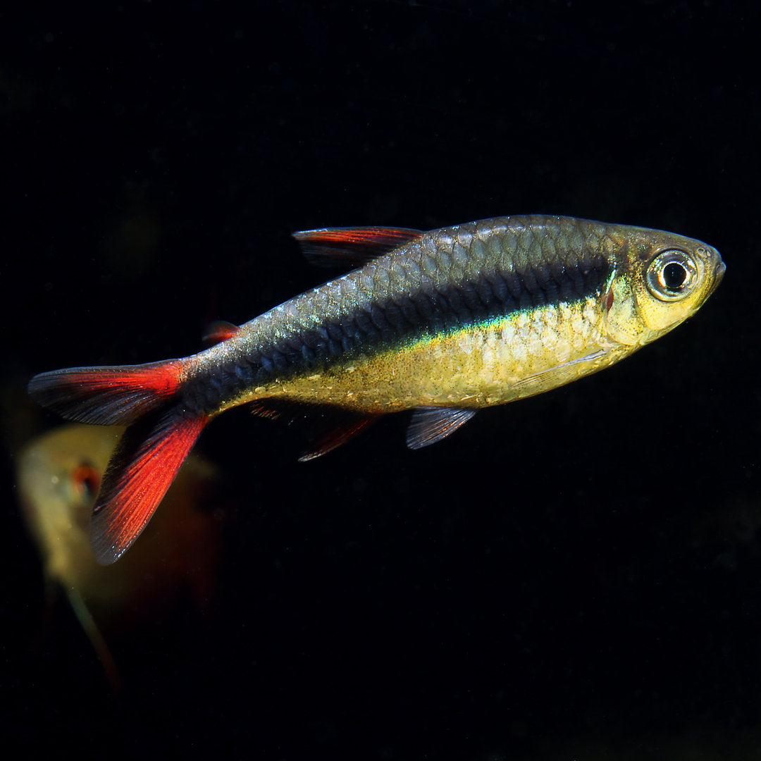 Red Fin Penguin Tetra – Aquapets ( KowloonAquarium)