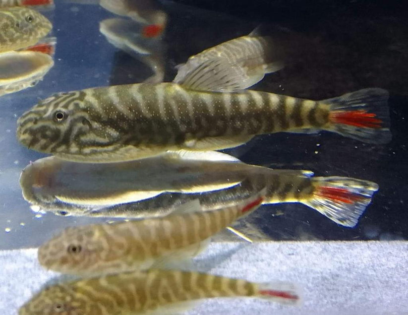 SK2 Borneo Hillstream Loach（Gastromyzon sp SK02）（SUPER RARE ...