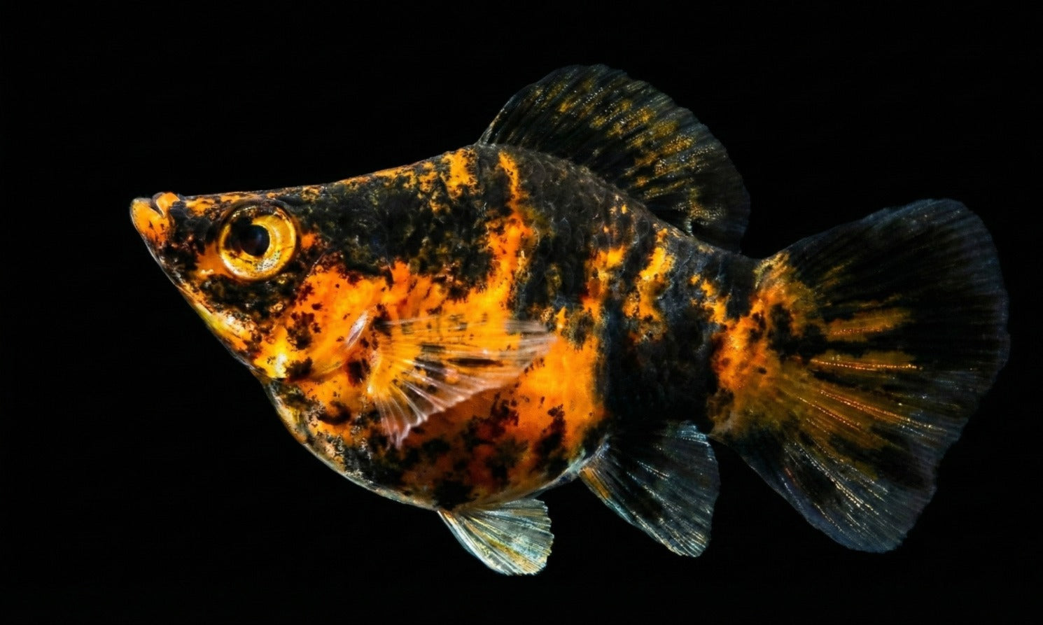 Leopard Molly Balloon (Poecilia sphenops) – Aquapets ( KowloonAquarium)