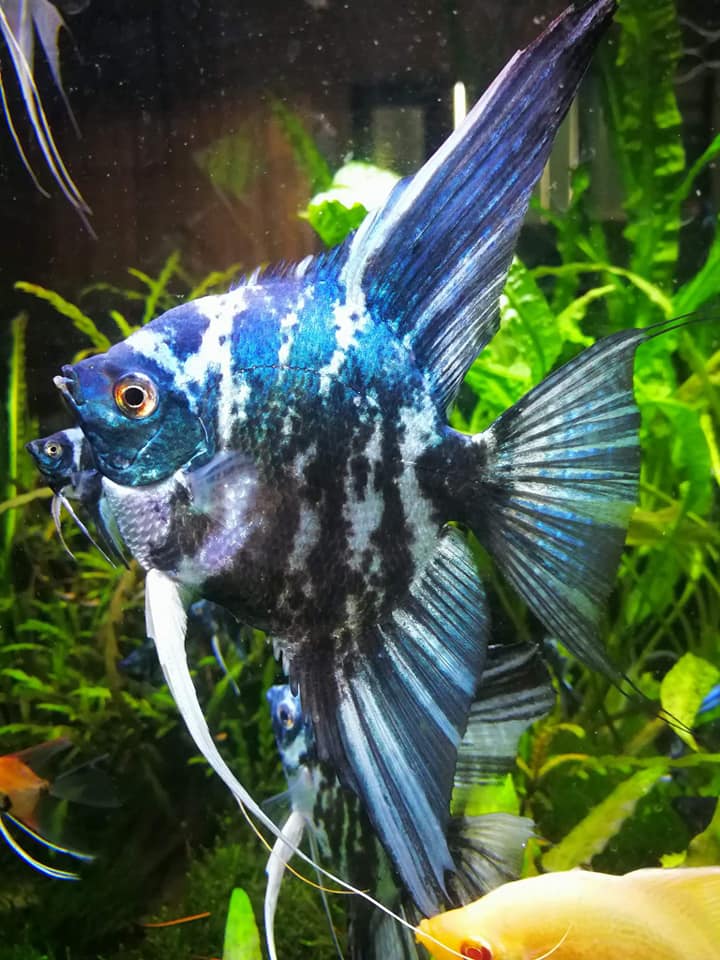 Avatar Emerald Blue Angelfish (Pterophyllum scalare) – Aquapets ...