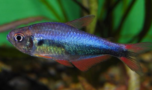 Bleeding Blue Tetra – Aquapets ( KowloonAquarium)