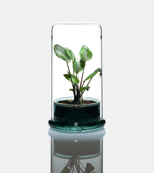 DOOA Cell series – Aquapets ( KowloonAquarium)