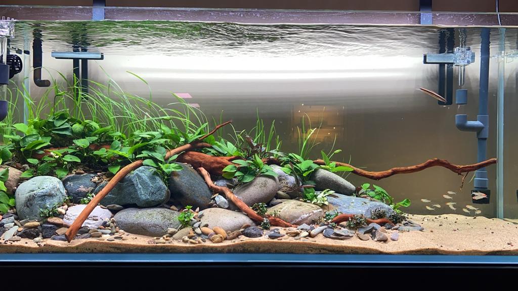 Aquapets (KowloonAquarium) – Aquapets ( KowloonAquarium)