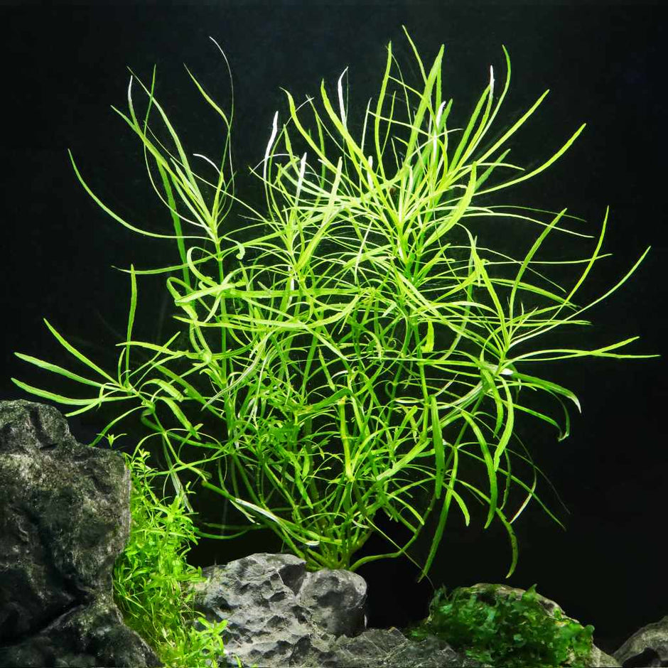 Aquapets (KowloonAquarium) – Aquapets ( KowloonAquarium)