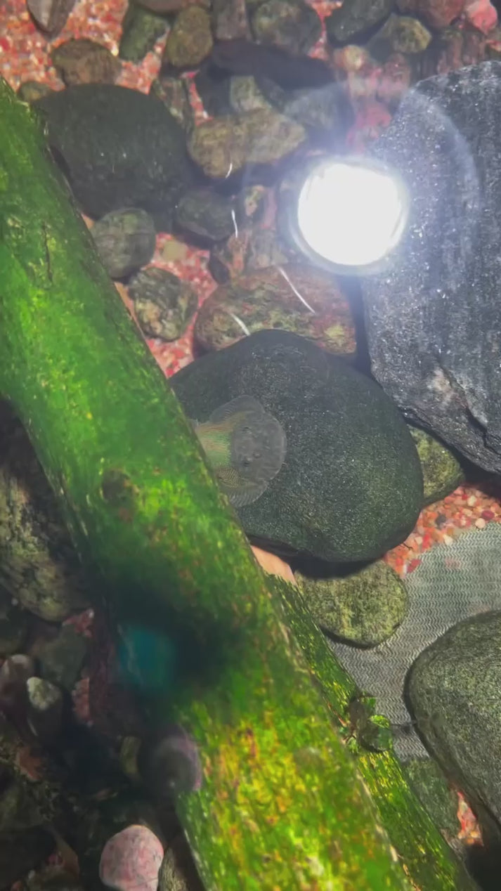 Green Borneo Hillstream Loach（Gastromyzon lepidogaster）（SUPER RARE ...