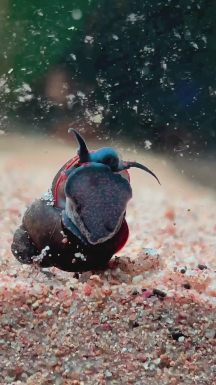 Blue Berry Snail (Notopala sp."Blueberry") – Aquapets ( KowloonAquarium)