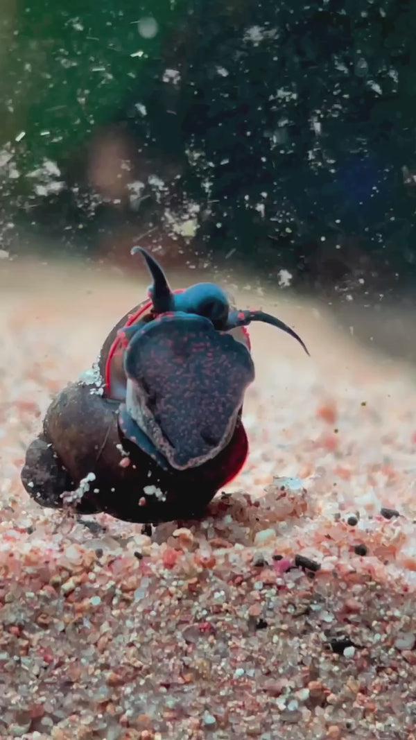 Blue Berry Snail (Notopala sp."Blueberry") – Aquapets ( KowloonAquarium)