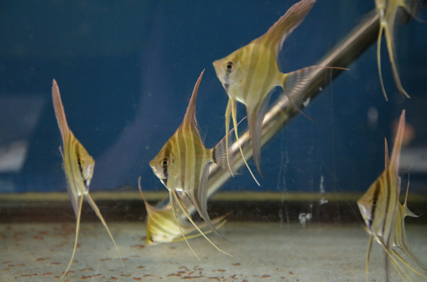 Atabapo Altum Angelfish (Wild Caught) – Aquapets ( KowloonAquarium)