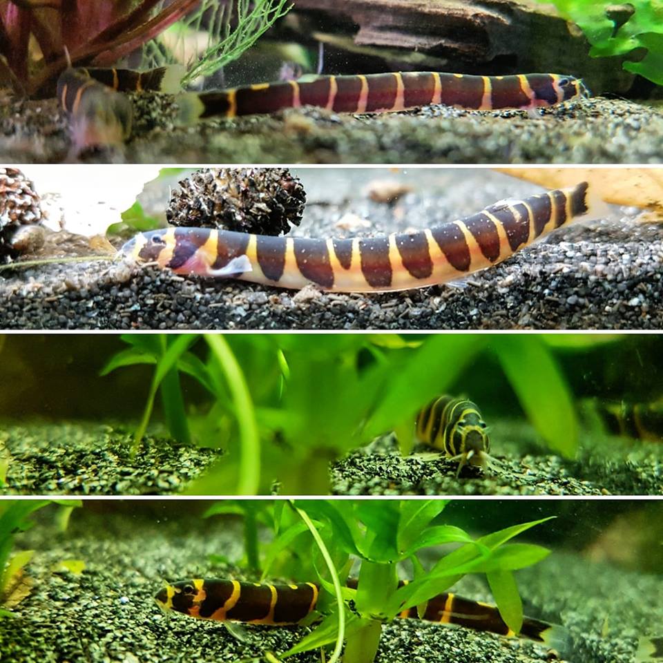 kuhli loach (Pangio semicincta) – Aquapets ( KowloonAquarium)