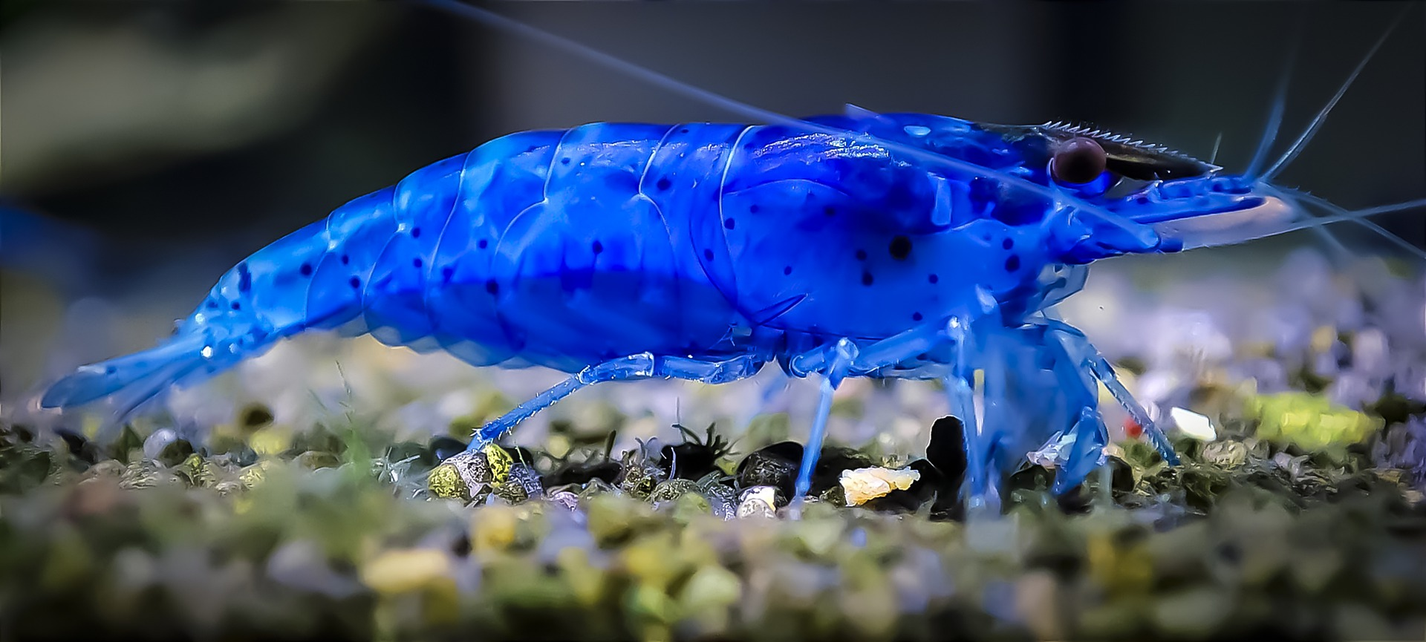 Blue Velvet Shrimp (Neocaridina Davidi) – Aquapets ( KowloonAquarium)