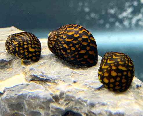 Neritina sp. Variegata - Batik nerite – Aquapets ( KowloonAquarium)