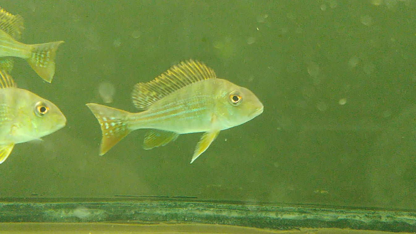 Geophagus surinamensis - Red striped Geophagus – Aquapets ...