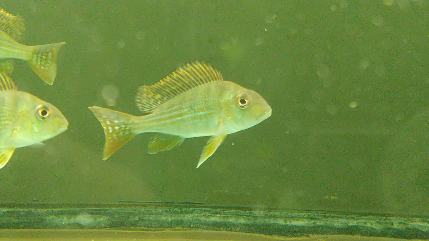 Geophagus surinamensis - Red striped Geophagus – Aquapets ...