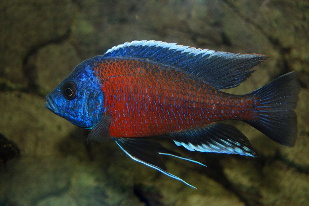Kadango – Aquapets ( KowloonAquarium)