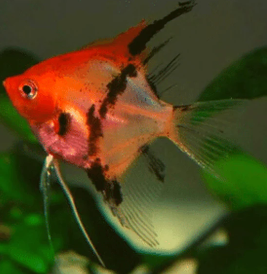 Super Red Devil Angelfish (Pterophyllum scalare ) – Aquapets ...